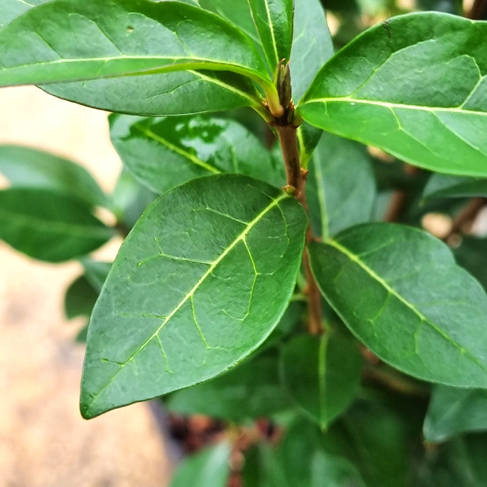 LIGSUTRUM ovalifolium 17cm — Carpenders Park Garden Centre