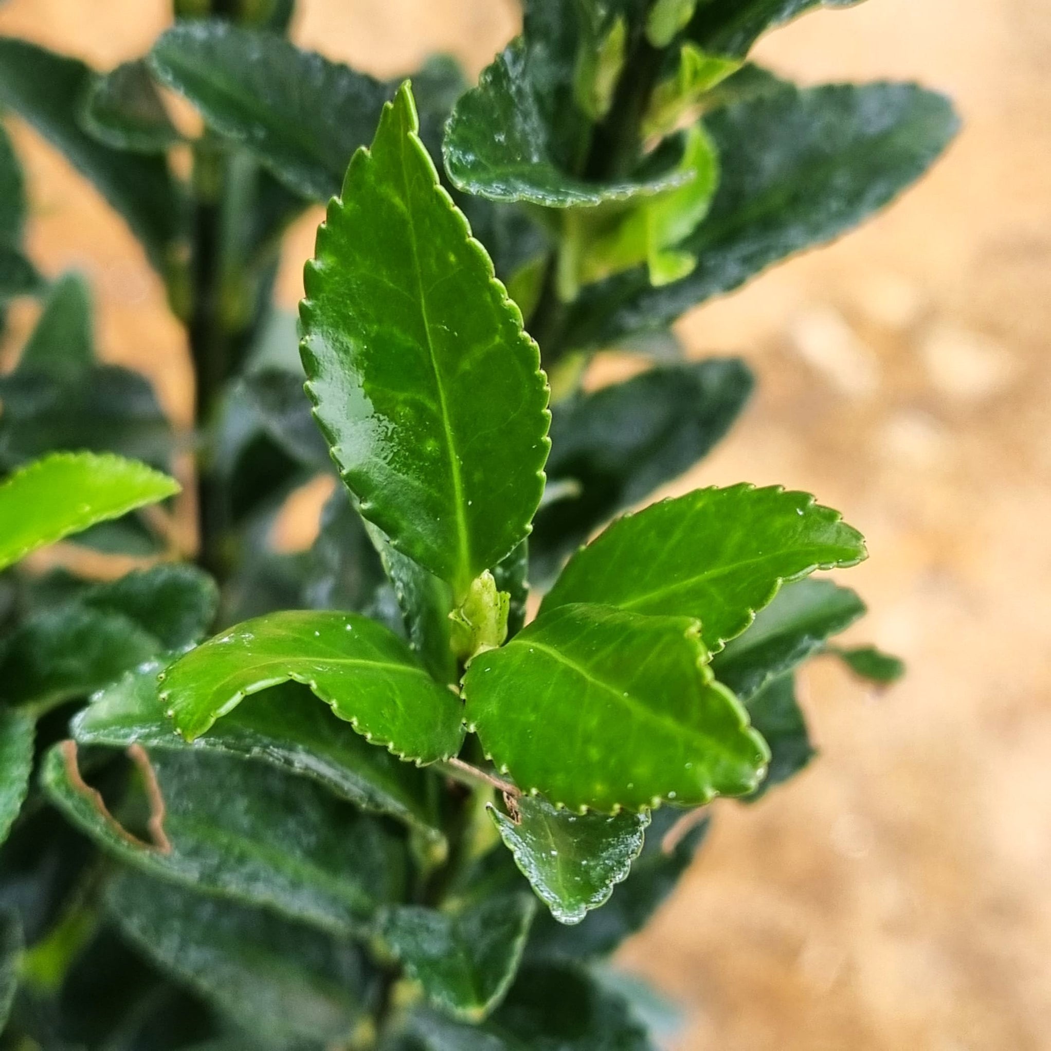 VE EUONYMUS 'Japonica Green Spire' — Carpenders Park Garden Centre