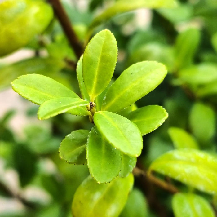 ILEX Crenata Caroline Kegel p17 — Carpenders Park Garden Centre