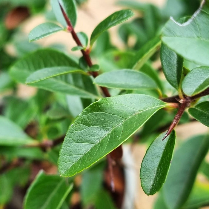 PYRACANTHA 'Mohave' 3L — Carpenders Park Garden Centre