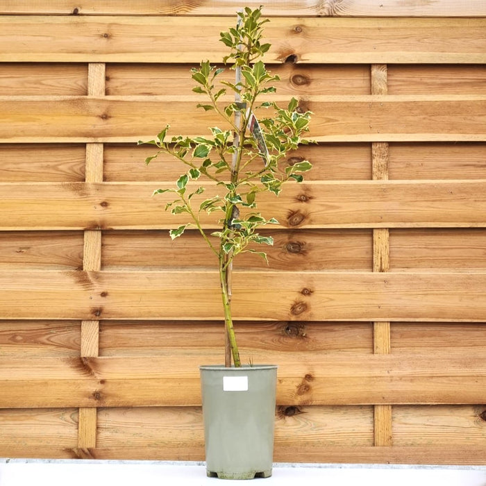 VAN ILEX 'Aq Argentea Marginata' — Carpenders Park Garden Centre