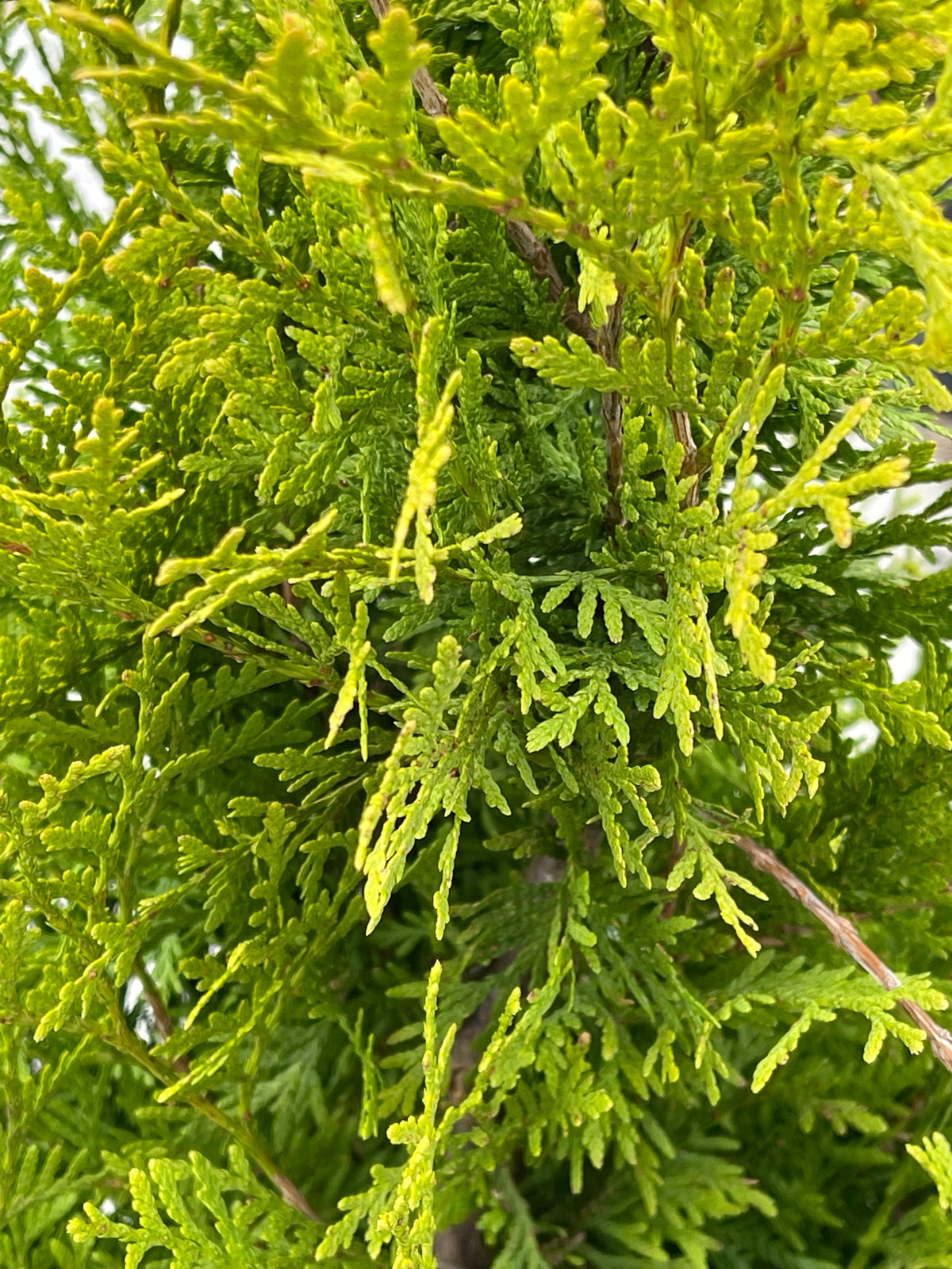 THUJA Gold Brabant 100-125cm — Carpenders Park Garden Centre