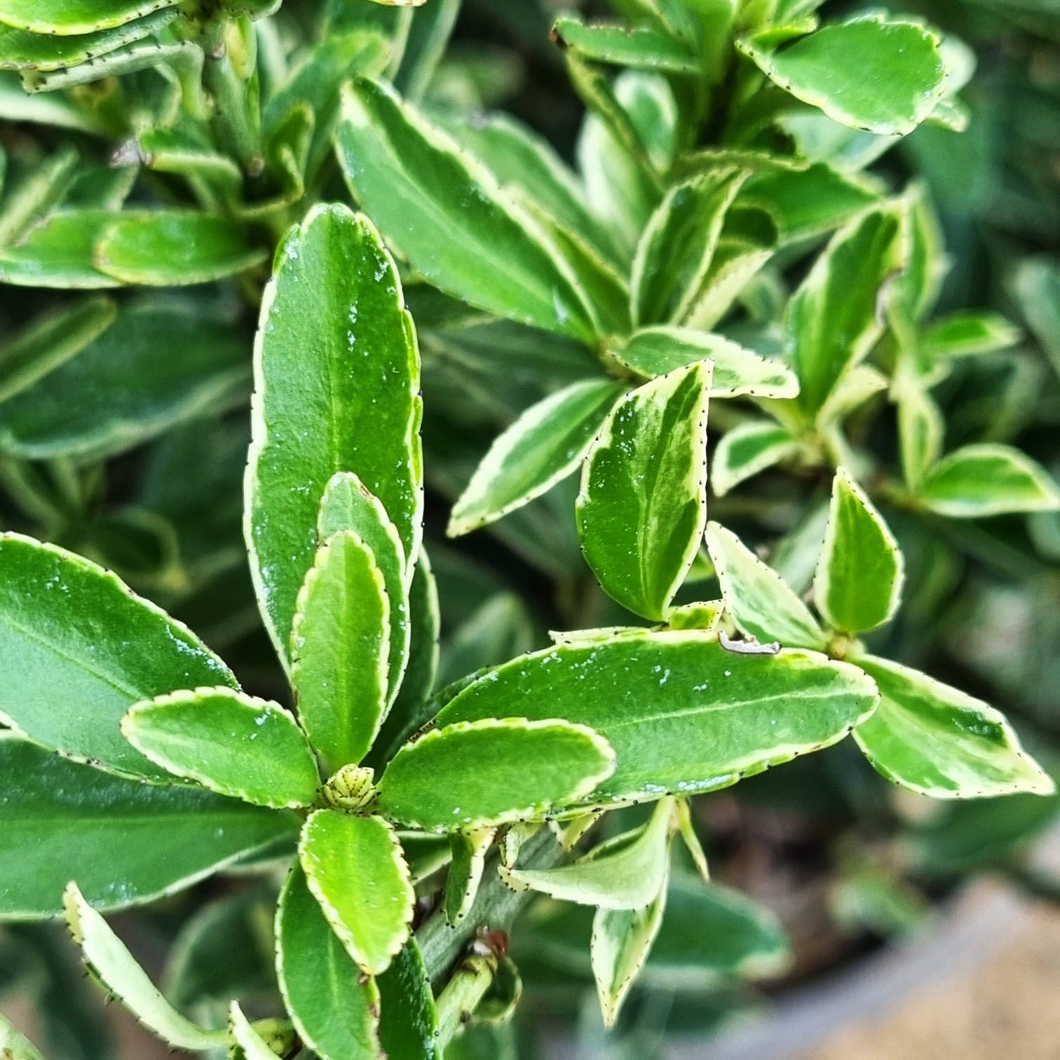 EUONYMUS Micr Albovariegata' 19cm — Carpenders Park Garden Centre