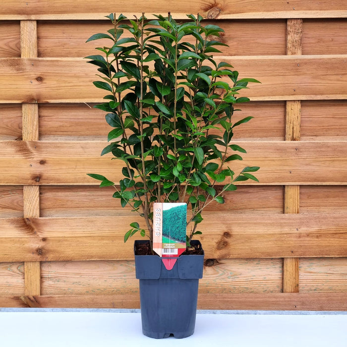 LIGSUTRUM ovalifolium 17cm — Carpenders Park Garden Centre