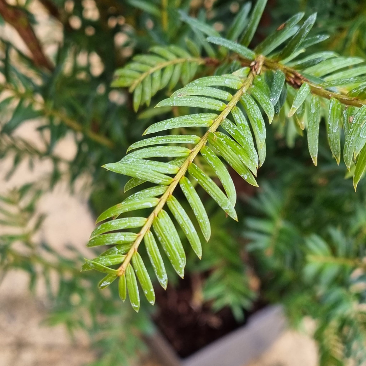 TAXUS 'Baccata' — Carpenders Park Garden Centre
