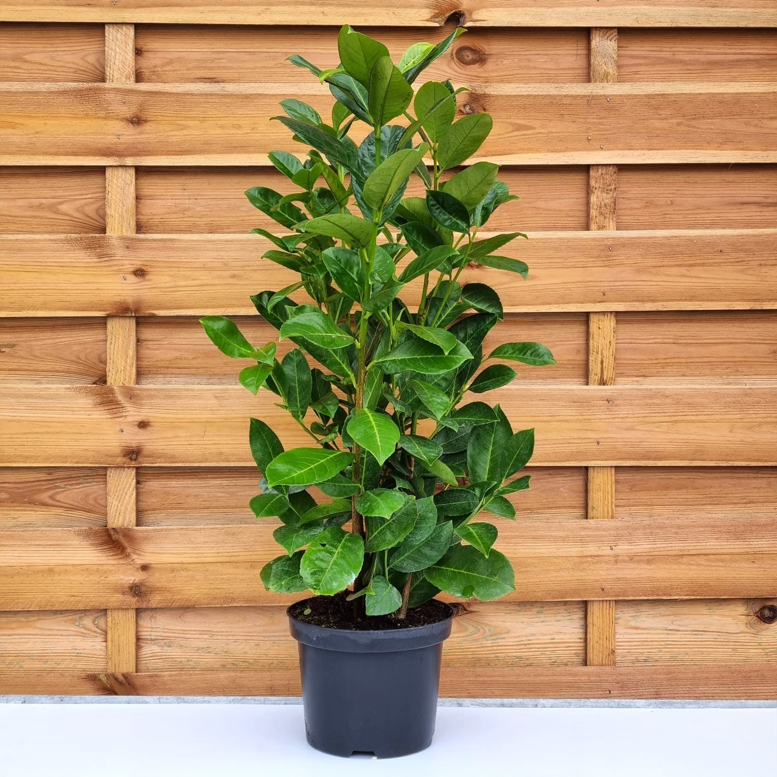 PRUNUS Laurocerasus — Carpenders Park Garden Centre