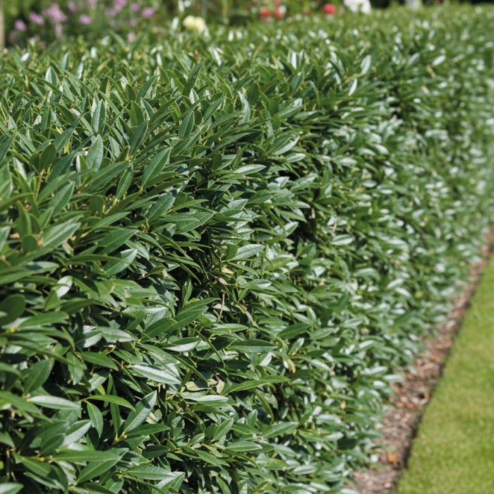 PRUNUS Laurocerasus 'Otto Luyken' — Carpenders Park Garden Centre