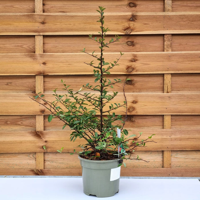 PYRACANTHA 'Mohave' 3L — Carpenders Park Garden Centre