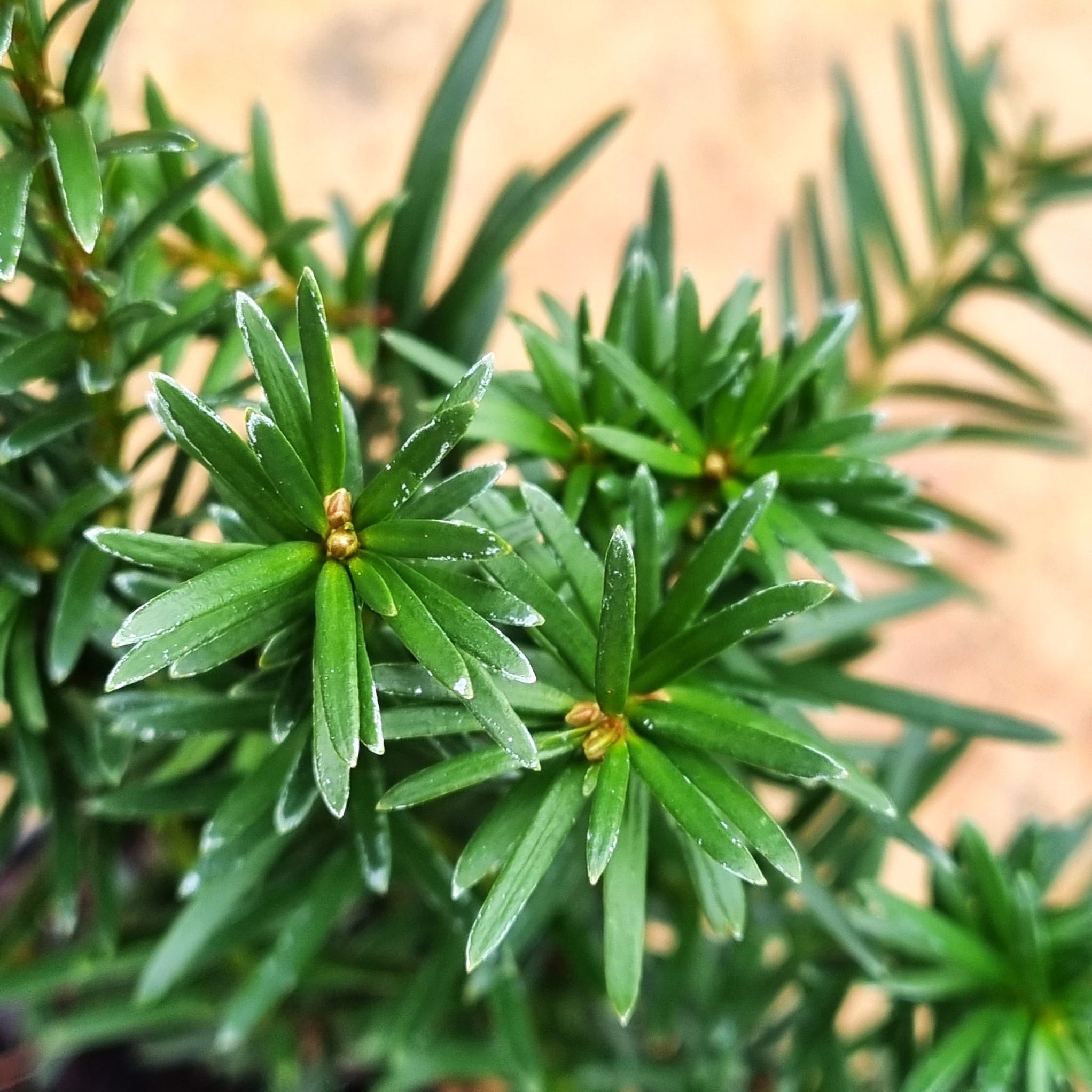 TAXUS 'Baccata' 9.5cm — Carpenders Park Garden Centre