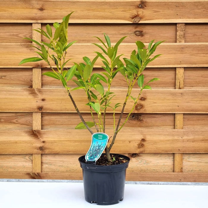 PRUNUS laur. 'Herbergii' 3ltr — Carpenders Park Garden Centre