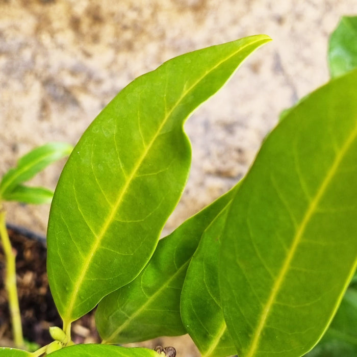 PRUNUS laur. 'Herbergii' 3ltr — Carpenders Park Garden Centre