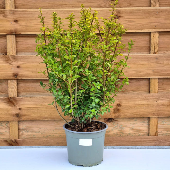 ILEX Crenata Caroline Kegel p17 — Carpenders Park Garden Centre