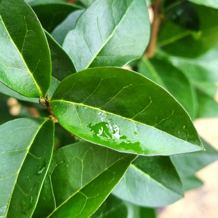 LIGSUTRUM ovalifolium 17cm — Carpenders Park Garden Centre