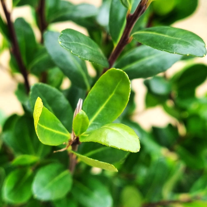 ILEX cren. Caroline Upright 1ltr — Carpenders Park Garden Centre