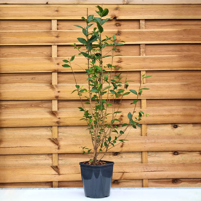 LIGUSTRUM ovalifolium 19cm — Carpenders Park Garden Centre