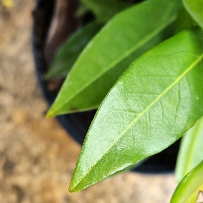 PRUNUS laur. 'Otto Luyken' 3ltr — Carpenders Park Garden Centre