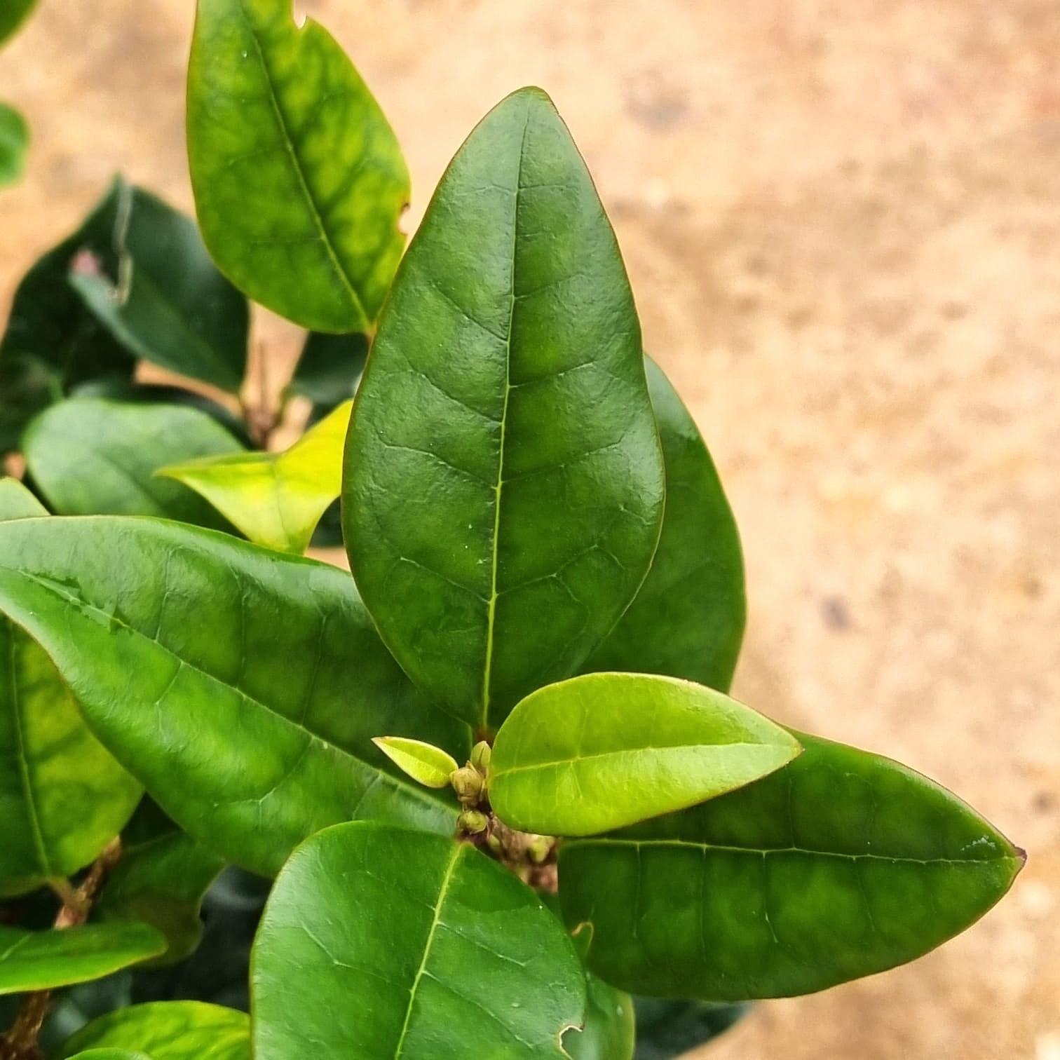 LIGUSTRUM Lucidum — Carpenders Park Garden Centre