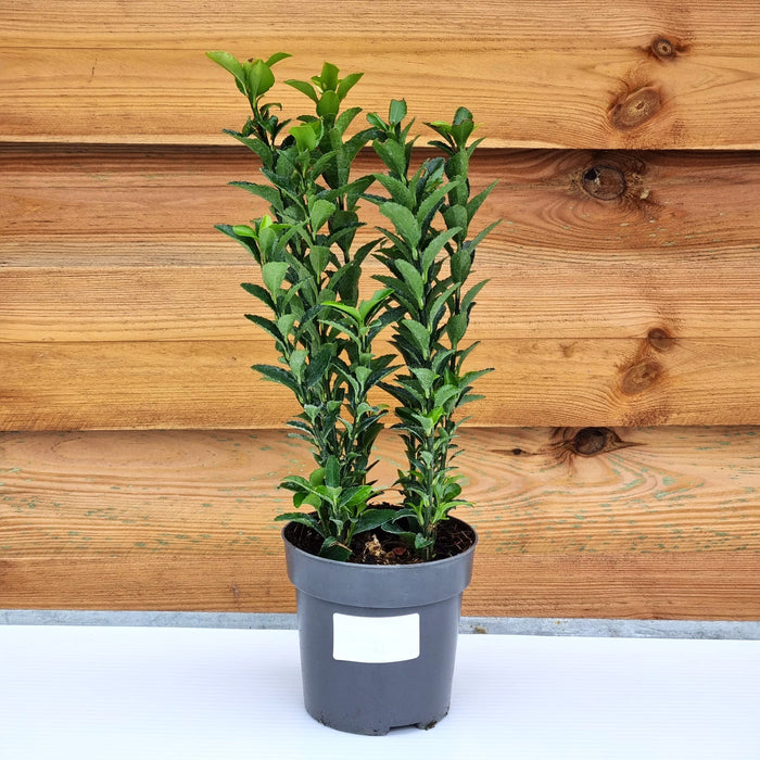 VE EUONYMUS 'Japonica Green Spire' — Carpenders Park Garden Centre